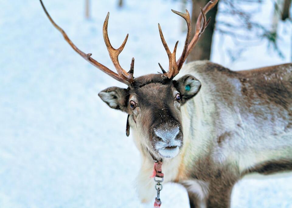Illinois Reindeer Ranch Getting National Spotlight on GMA - NewsBreak