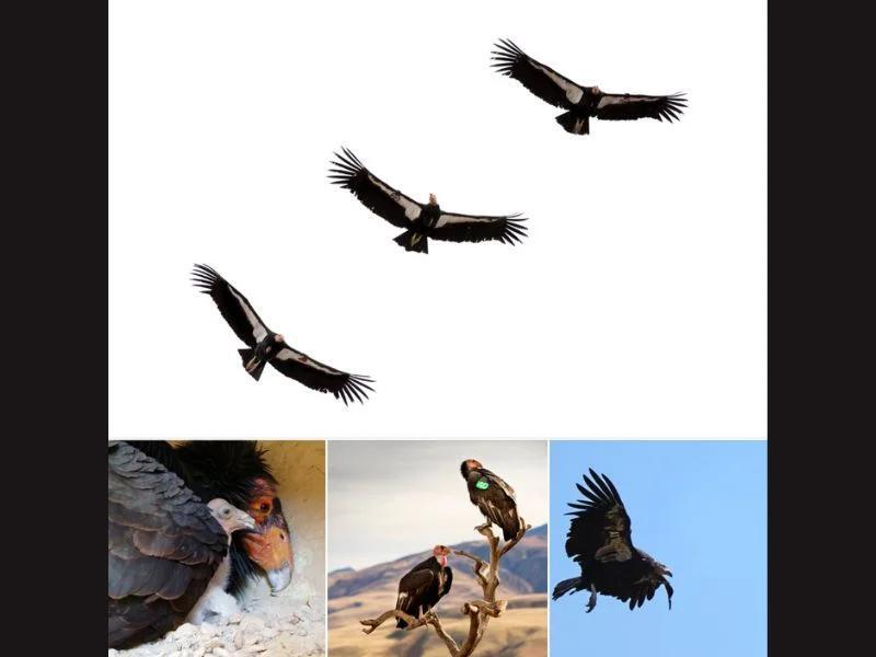 California Condor Population Surpasses 600 Worldwide as Recovery ...
