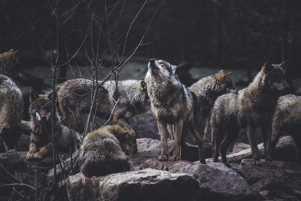 Yellowstone Wolves Change Rivers Again - NewsBreak