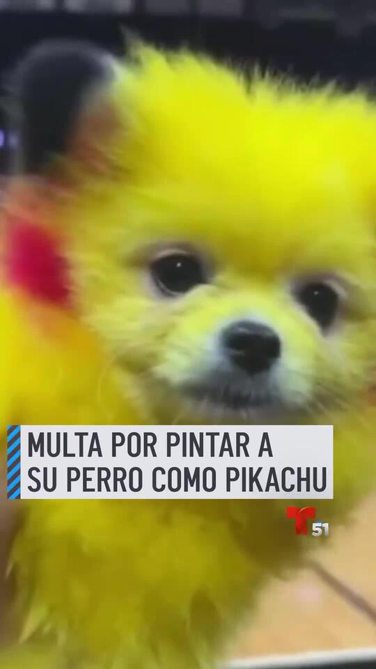 Un hombre fue multado por pintar a su perro como Pikachu en MiamiDade ...