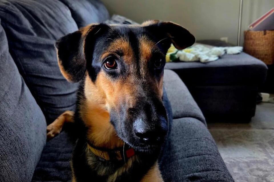 Brain Looks to Get His Dog Barry Out and About in 2026! - NewsBreak