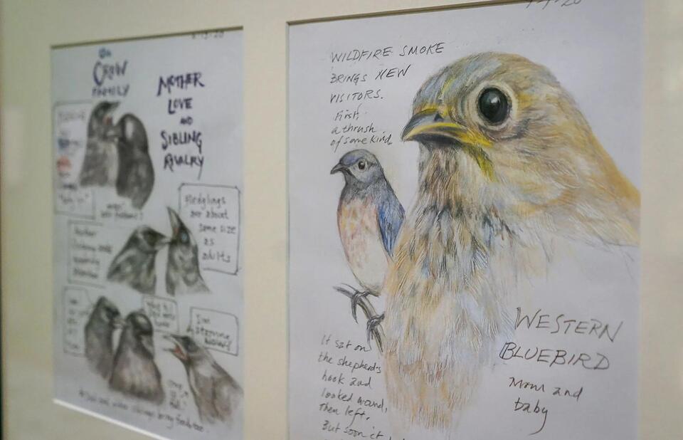 Amy Tan’s ‘Backyard Birds’ on Display at Bancroft Library - NewsBreak