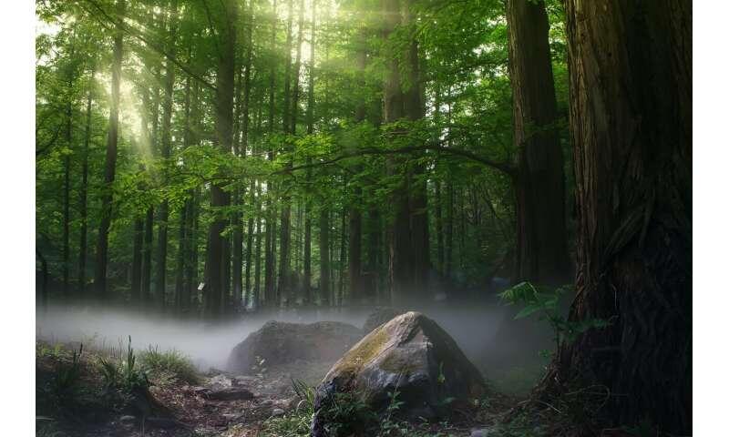 Analysis finds gaps in forest carbon offset projects, with most ...