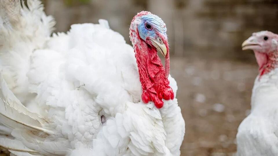 BOAH Responds to First Avian Flu Event in Indiana in Nearly a Year ...