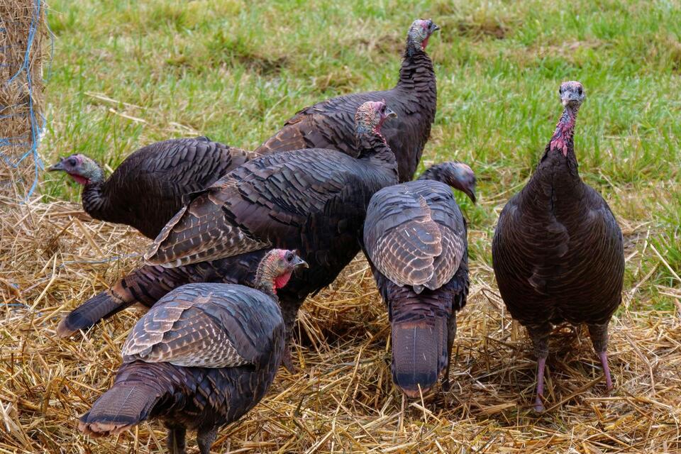 DNR Warns: Michigan 2026 Turkey Season Starts With New Rule - NewsBreak