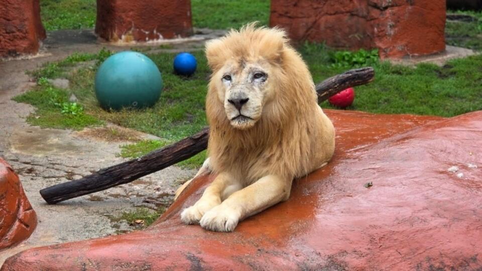 How This Massachusetts Zoo Cares for One of America's Oldest Male Lions ...