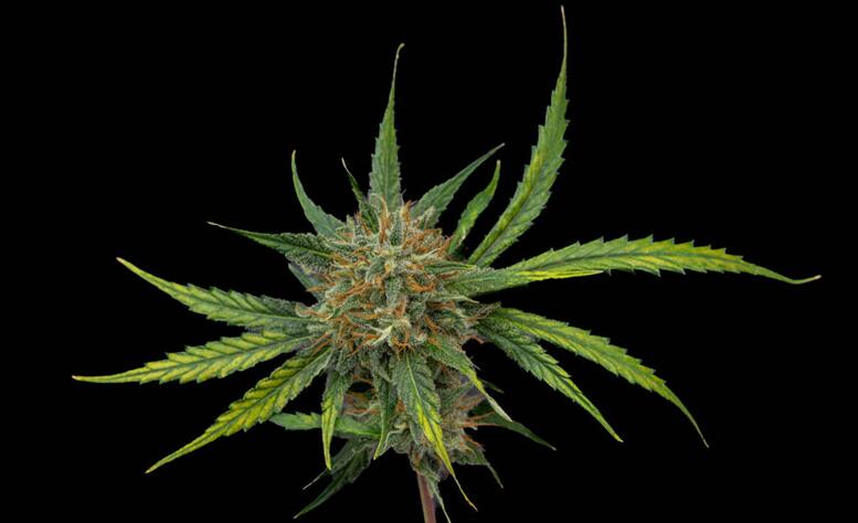 Ohio: $84 Million in Marijuana and Marijuana Products Sold in January ...