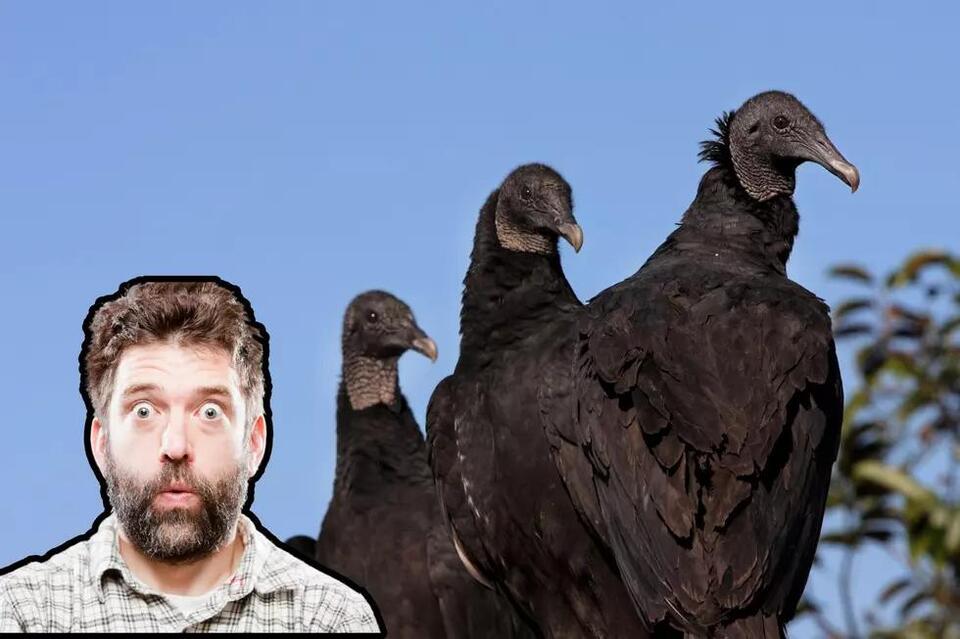 Aggressive Black Vultures Spotted in Southern New Hampshire - NewsBreak