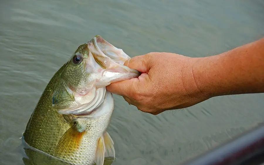 Reelfoot Bass Club Announces Annual Buddy Bass Tournament - NewsBreak