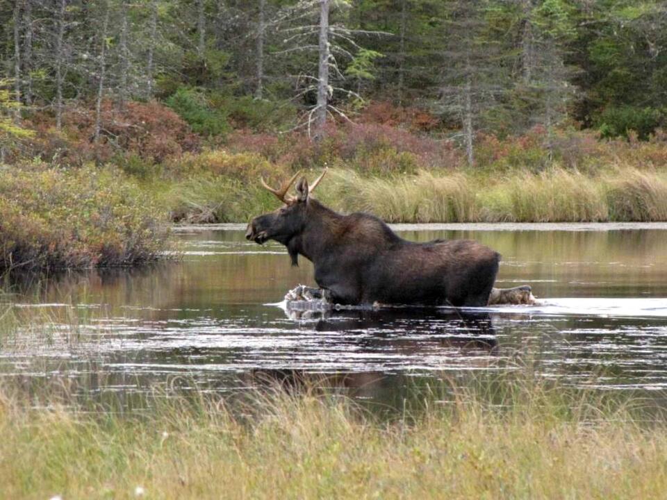 Maine’s Moose Isn’t Just a Symbol—It’s a Warning and a Success Story ...