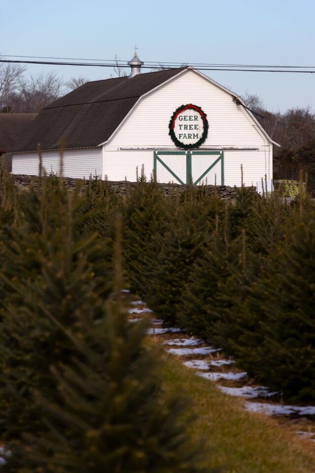 Getting A Christmas Tree From Geer Tree Farm - NewsBreak