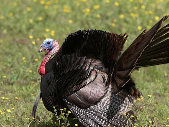 Tennessee's 2024 Spring Turkey Season Sees Minor Harvest Decline, TWRA ...