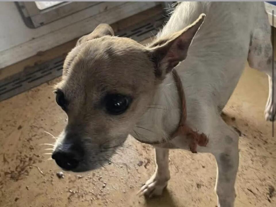🐶 Playful Small Dogs Ready for Adoption in Clovis, NM - NewsBreak