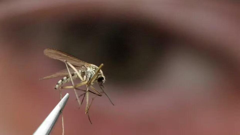 Invasive mosquitoes and brain-swelling virus detected in B.C.'s Sea-to ...