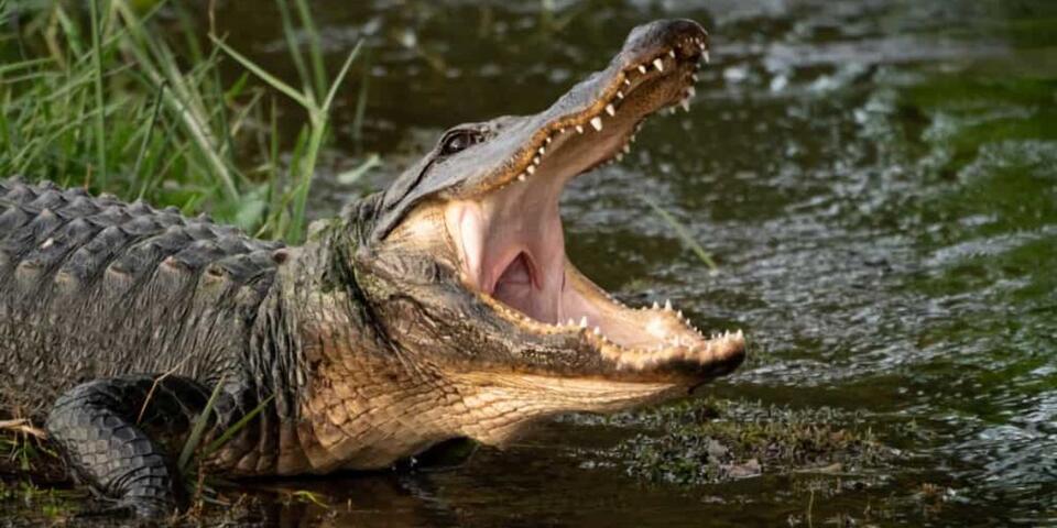 The 7 Most Dangerous Animals in Louisiana’s Wetlands and Swamps You ...