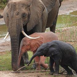 Incredibly Rare Pink Elephant Calf Seen Playing In South African National Park - NewsBreak