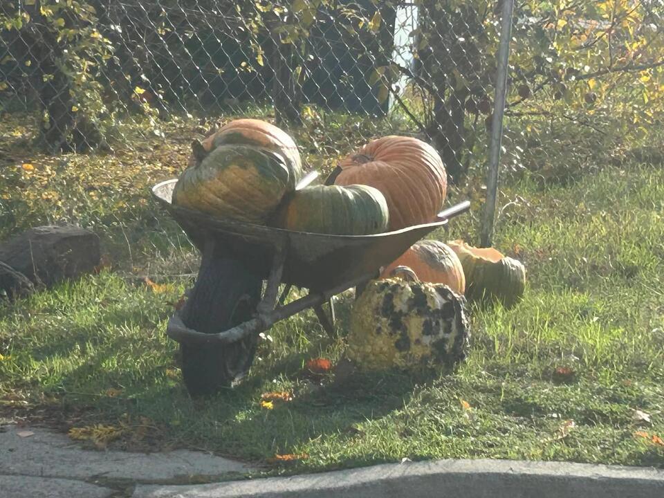 Smart and Silly Ways You Can Repurpose Old Pumpkins - NewsBreak