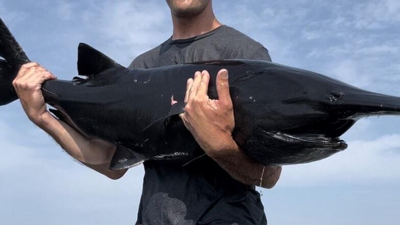 Stunning jet black paddlefish caught (and released) by Oklahoma Angler ...