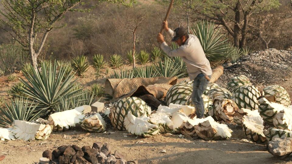 Mezcal emerges from tequila's shadow as Mexican production grows ...