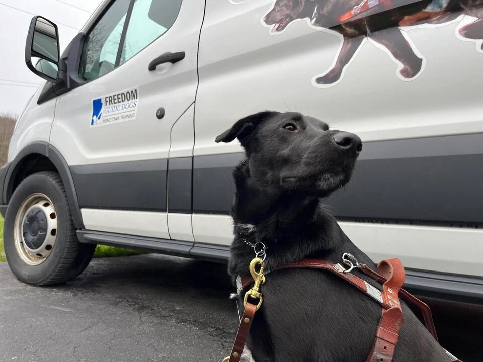 IN PHOTOS: International Guide Dog Day—A Look at a Local Organization's ...