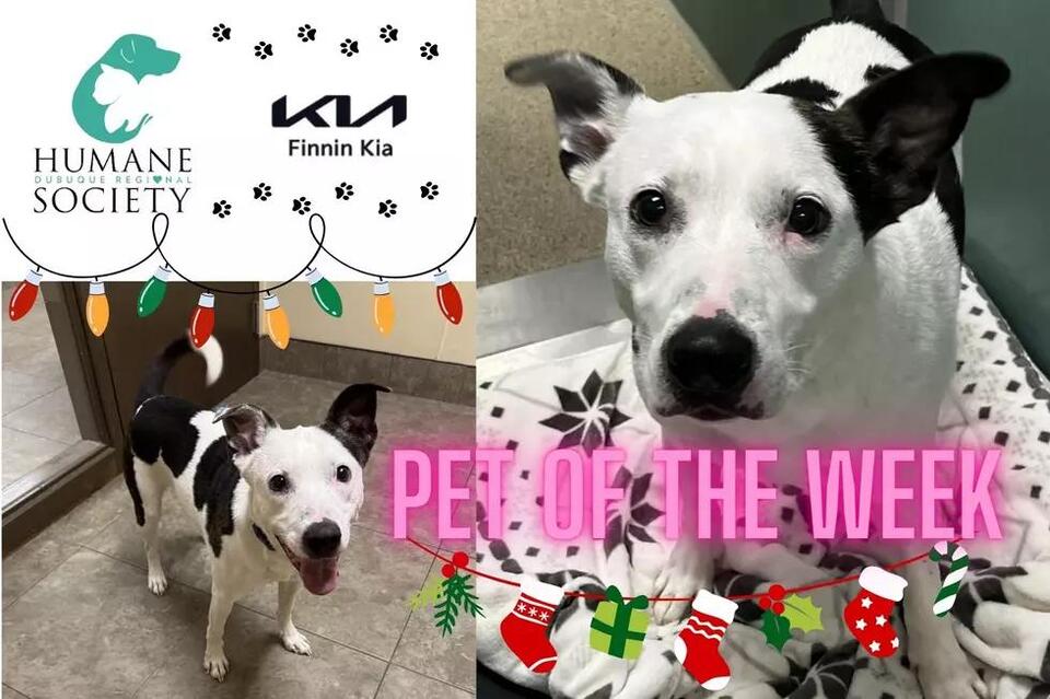 Meet Milo, Dubuque Regional Humane Society’s Pet of the Week - NewsBreak