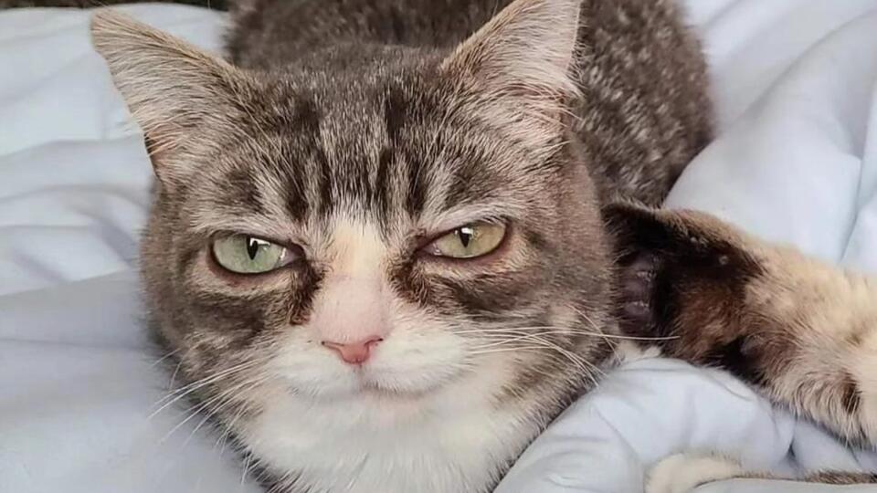 Dwarf Cat Who 'Looks Like Emma Stone' Is Winning Everyone's Hearts ...