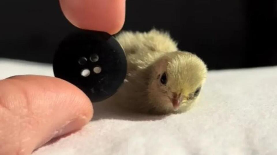 Farmer Shows Exactly How Tiny Baby Button Quail Are - NewsBreak