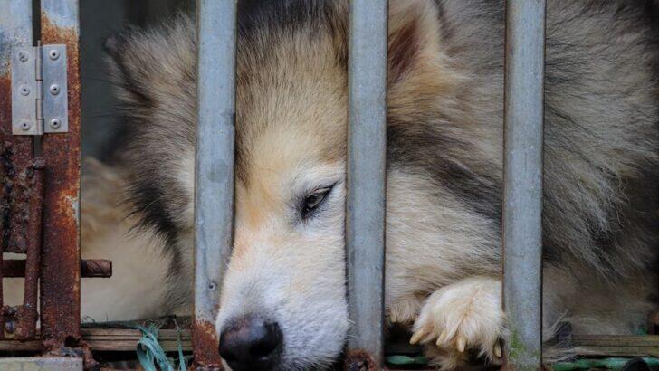 Scammers Draining Bank Accounts of Animal Lovers in Seconds: The Dark ...