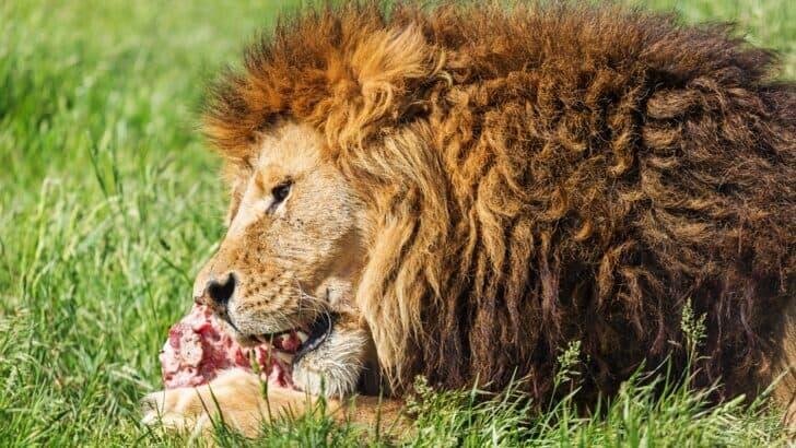 8 Animals That Eat Their Own Kind - NewsBreak