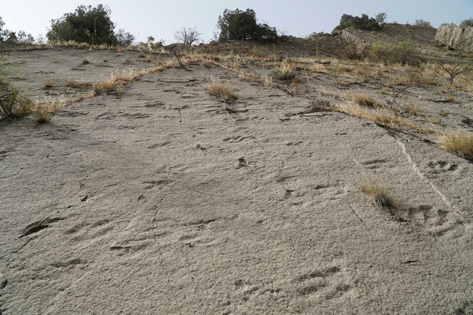 Dinosaur Tracks in Alberta Reveal First Evidence of Mixed-Species ...