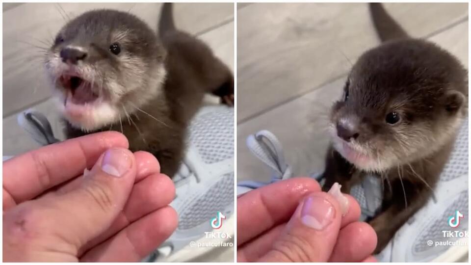 Florida Influencer Feeds Fish to Baby Otter for the First Time in Cute ...