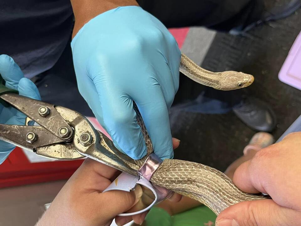 Michigan firefighter rescues pet snake stuck in teacup