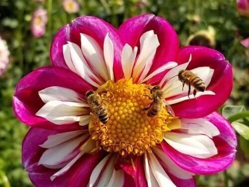 Bridgeport Village welcomes two hives of docile bees to boost ecosystem