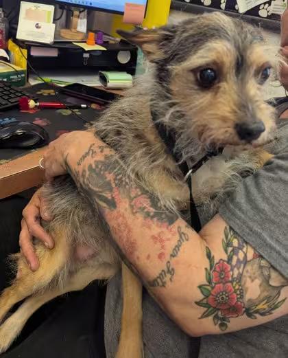 🐶 Playful, Gentle & Loyal Dogs Ready for Adoption in Carrollton - NewsBreak