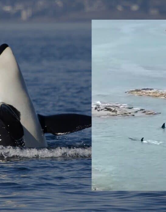 Two Orcas Take a Swim with Two Children in New Zealand - NewsBreak
