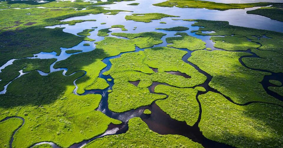 Louisiana’s coastal wetlands face imminent collapse and the ecological ...