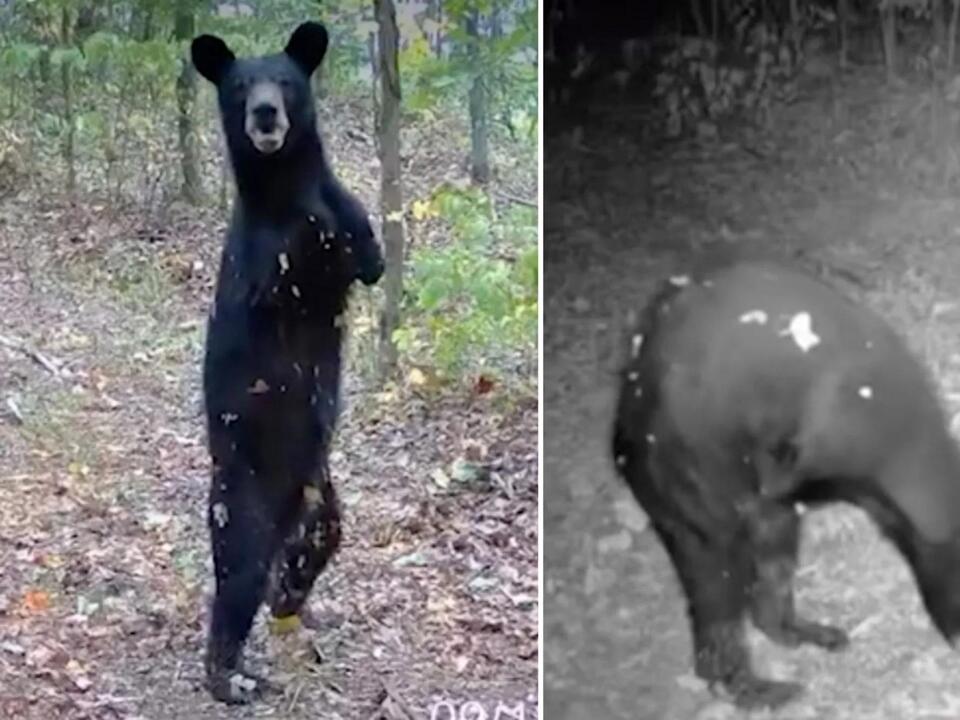 ‘Special’ two-legged bear spotted walking through West Virginia woods
