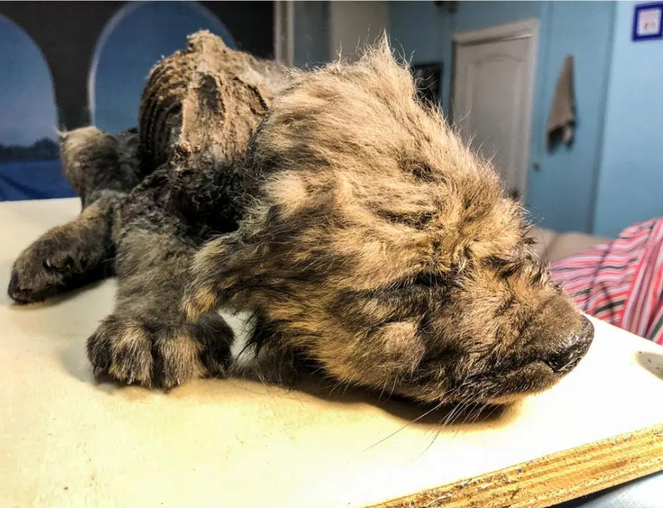 How an 18,000-Year-Old Wolf Puppy’s Frozen Fate Unveils Survival ...