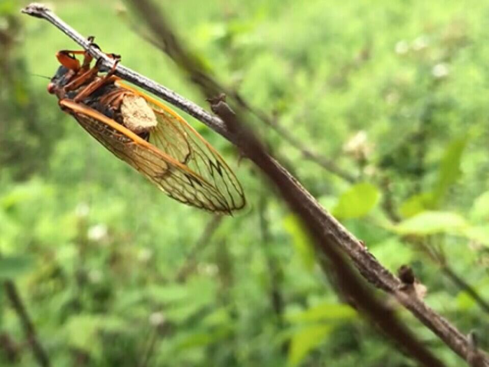 ‘It’s almost biblical’: GVSU Professor describes rare Midwest cicada ...