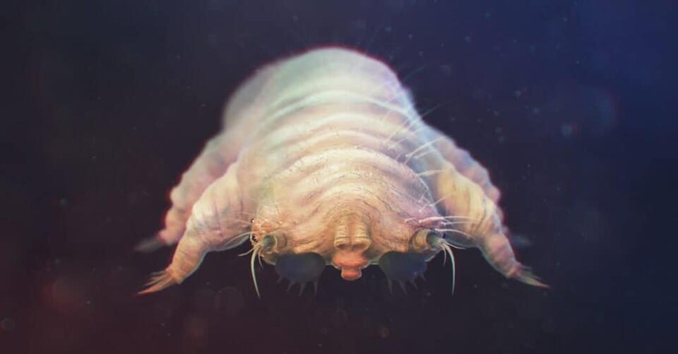 13 Living Creatures Found on the Human Body - NewsBreak