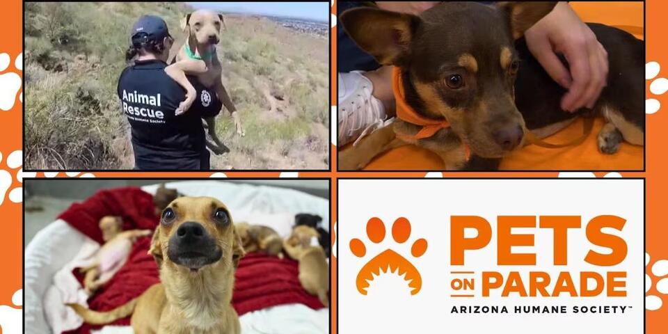 Pets on Parade (2/1/2025) - Adoptable pets from the Arizona Humane ...