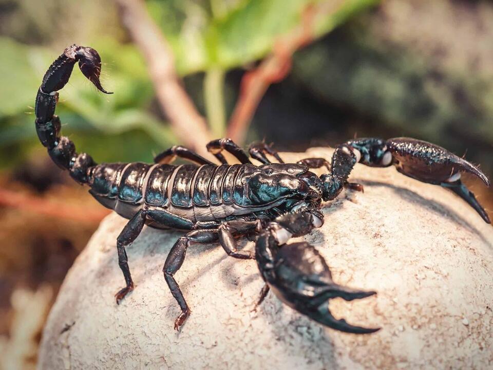 11 Examples of 8-Legged Animals You’ll Find in Nature