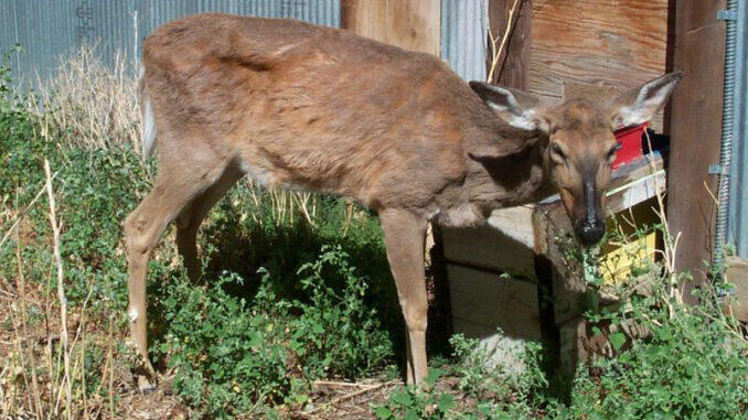 State confirms 24 cases of CWD - NewsBreak