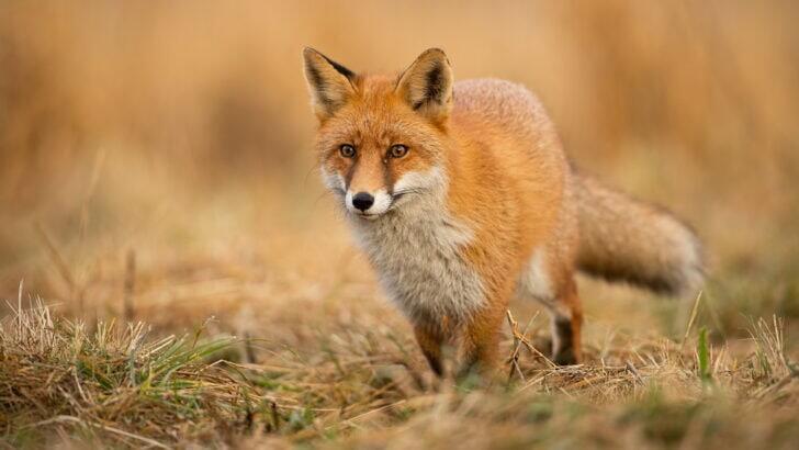 Top 10 Animals and Wildlife in Pennsylvania - NewsBreak