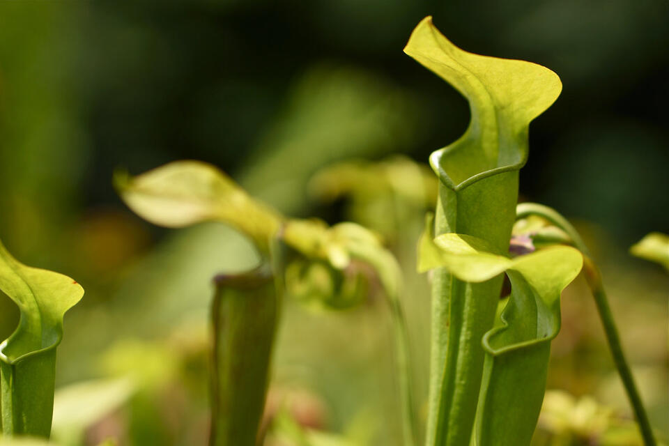 Pitcher Plants With Underground Traps and Aquatic Death Chambers ...