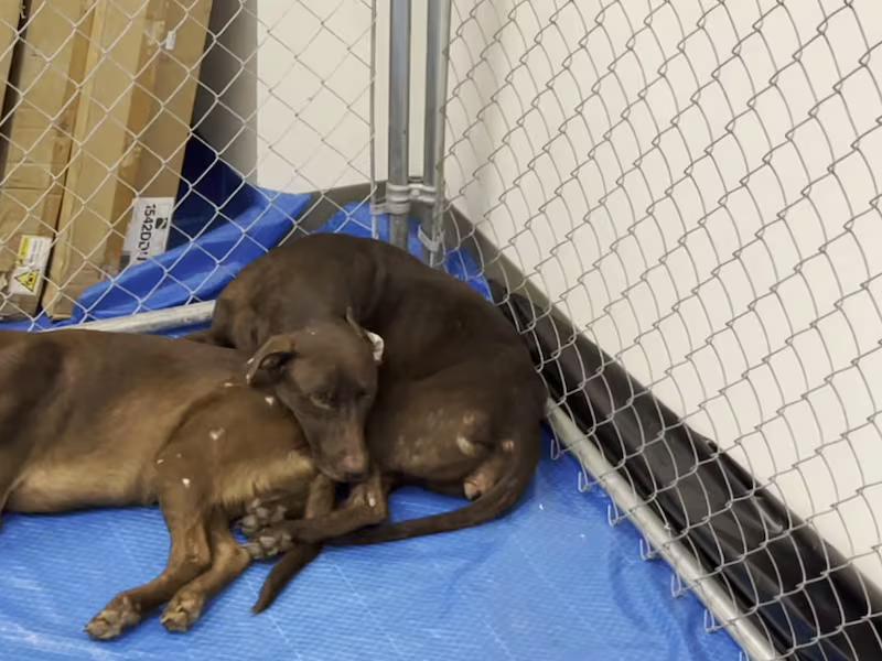 Donations pour in for rescued dogs