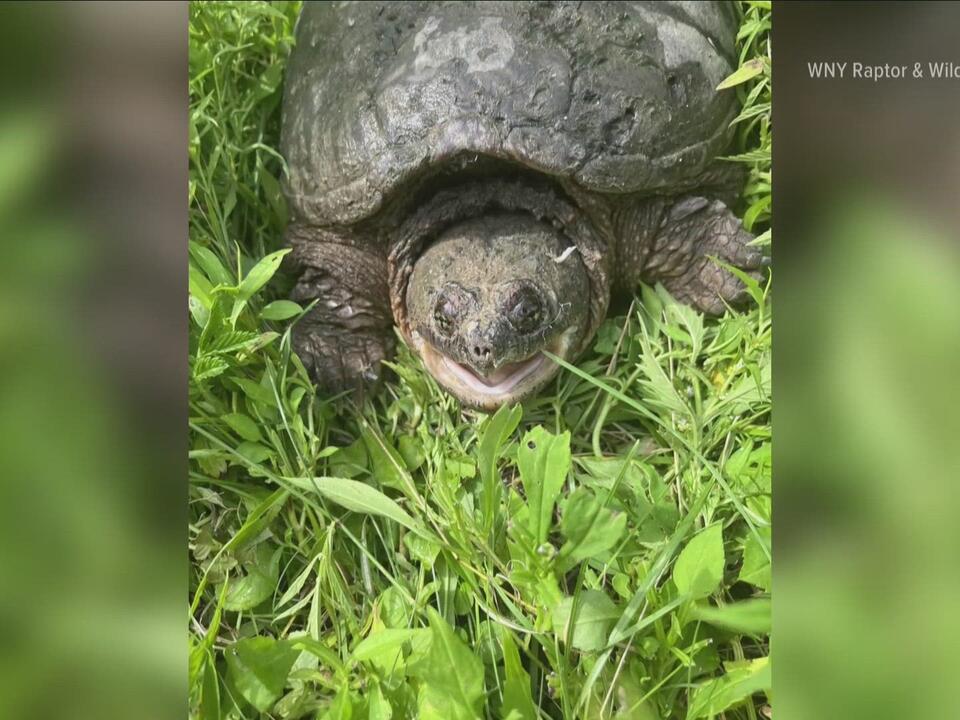 Otis the turtle released back home