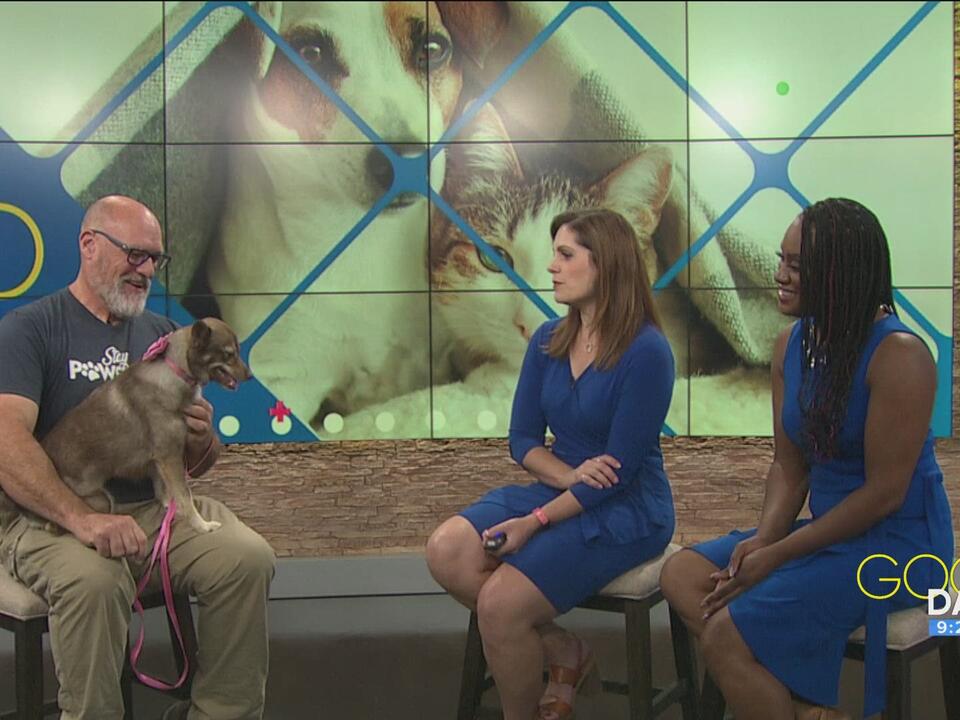 Meet the Pomsky, Zoe! | Good Day on WTOL 11