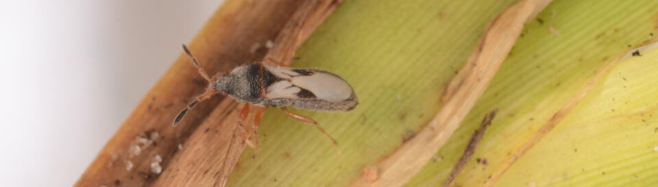 Chinch bug challenges continue in 2025 - NewsBreak