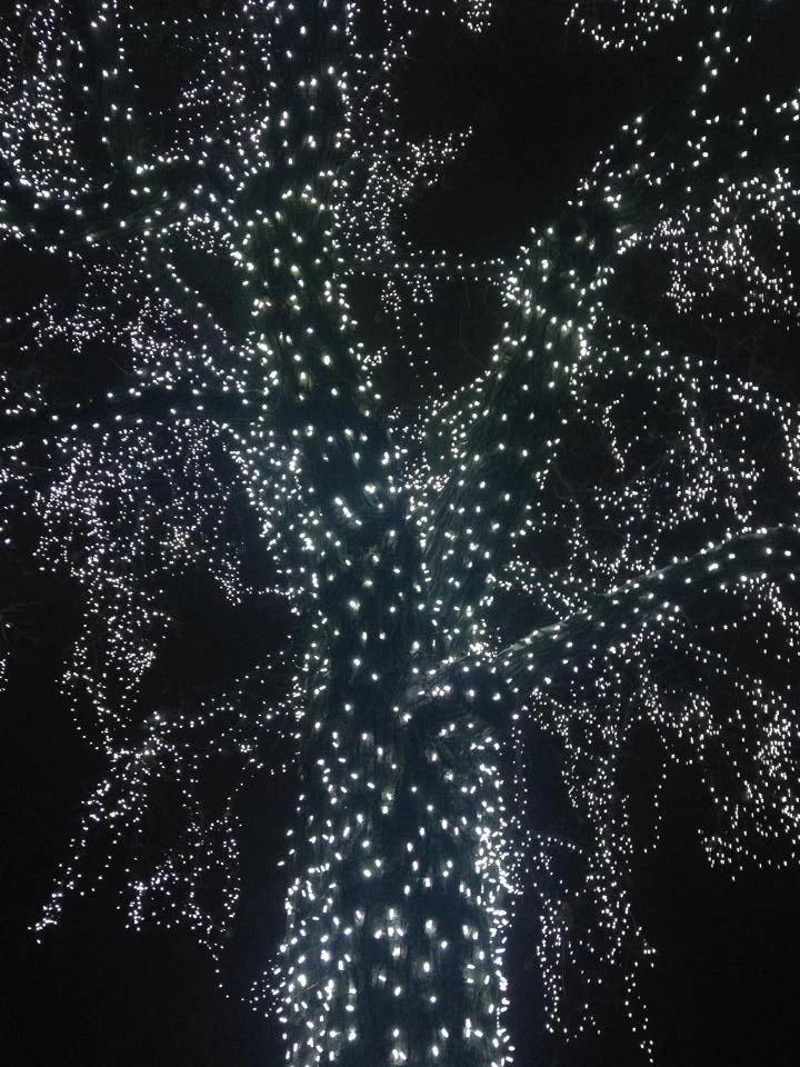After 10 Years, Iconic Minnesota Tree Will Light Up Once Again - NewsBreak